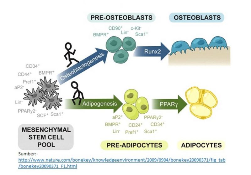 Mesenchymal Stem Cells (MSCs) sebagai Obat Berbasis Sel Terbaru